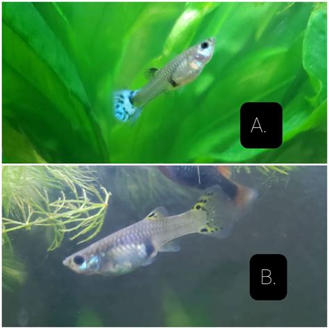 Guppy Identification General Discussion C A R E
