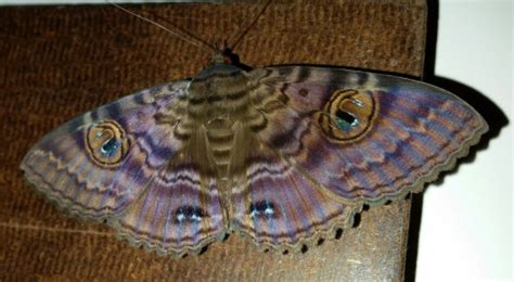 Moth A Bit Of This A Bit Of That