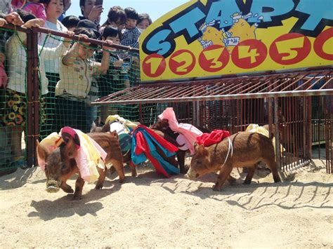 和歌山すさみ町でイノブータン王国建国祭 イノブタ6頭が走るイノブタダービーも 和歌山経済新聞