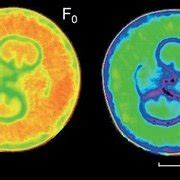 Minimum F0 And Maximum Fm Fluorescence Images Provided By