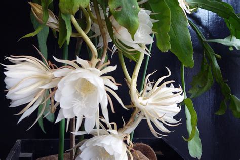 失敗しないゲッカビジン月下美人の開花育て方と植物の特徴をわかりやすく解説