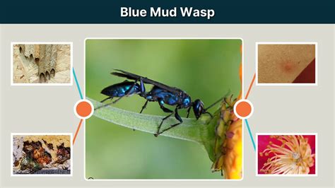 Blue Mud Wasp Identification Life Cycle Habitat And Pictures