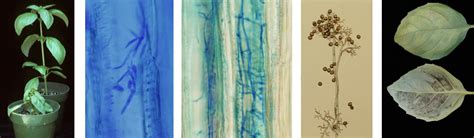 Fungal Comparative Genomics Lab Publications