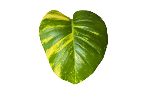 Isolated Epipremnum Aureum Leaf With Clipping Paths 12023481 Png