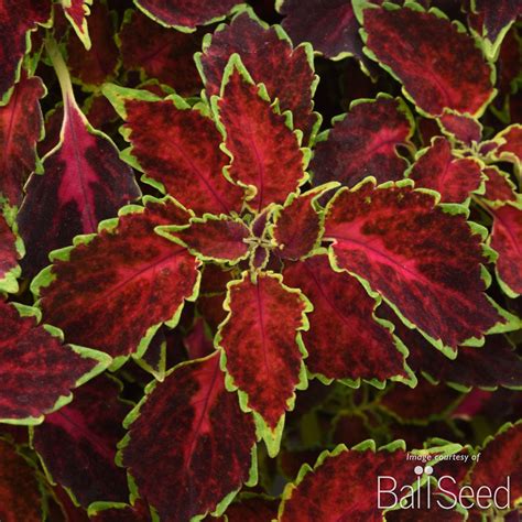 Coleus Ruby Punch 425in Cf Cornell Farm