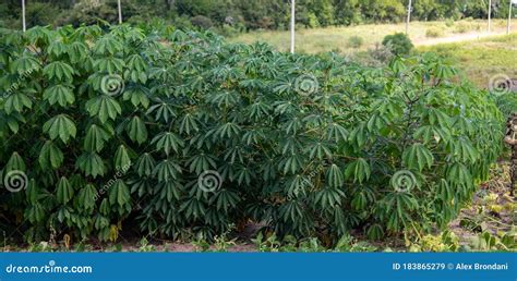 Planting Cassava These Are Cassava Leaves That Were Photographed Up Close Stock Image