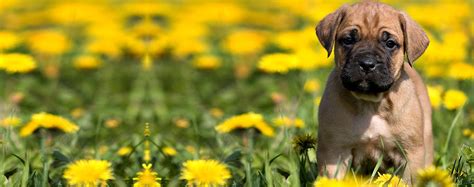 Can Dogs Eat Dehydrated Beets