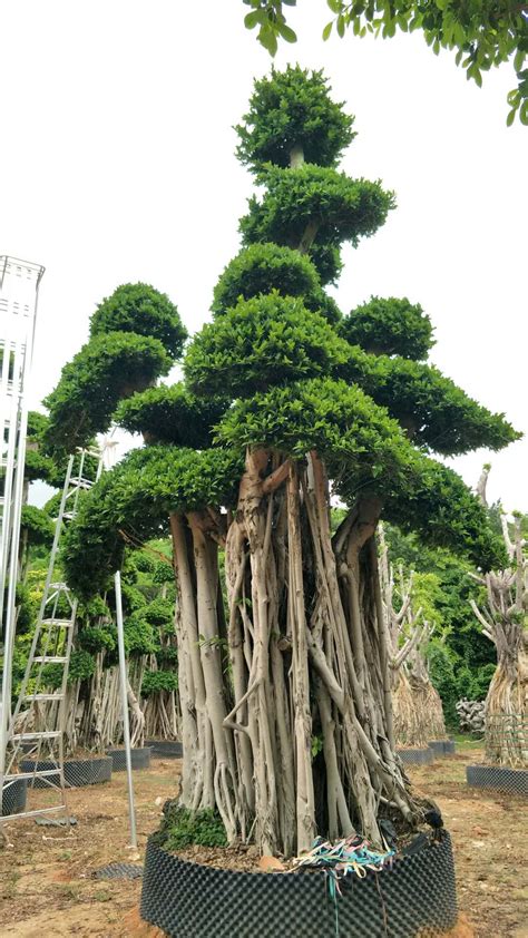 植物桩头造型 桩头 截桩头 第10页 大山谷图库