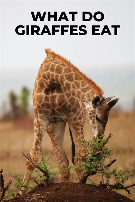 Do Giraffes Have Teeth How Do They Eat Artofit