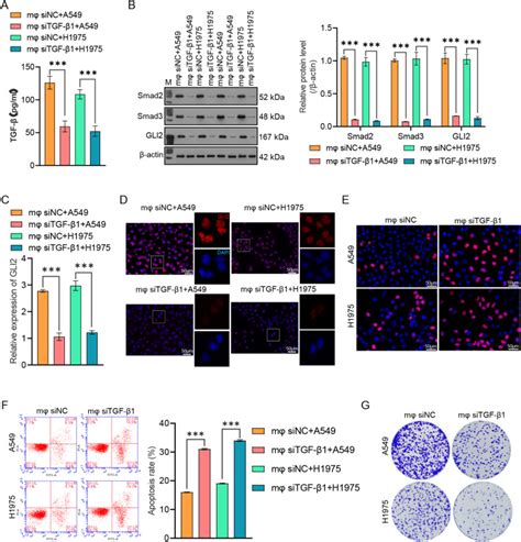 Tumor Associated Macrophage Derived Tgf β1 Activates Gli2 Via The Smad2