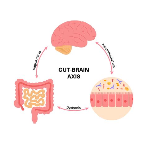 5 Things You Didnt Know About The Gut Brain Connection Terrain Health