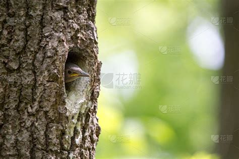 五子雀 洞 小鸟 森林 茶腹鳾 雀形目鸟 水平画幅 无人 欧亚大陆 鸟类