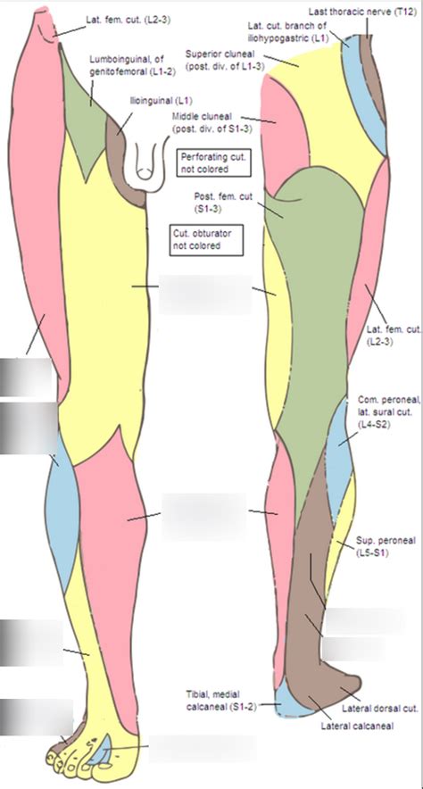 Lumbar Plexus Diagram Quizlet