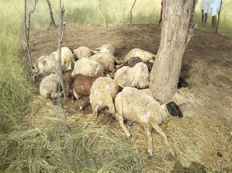 13 Sheep 1 Goat Died Due To Lightning Balotra Barmer Rajasthan