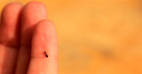 Black House Ant Bites Santa Coffman
