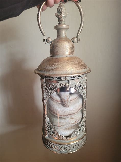 Beautiful Ball Python Wet Specimen In An Xl Ornate Style Lantern
