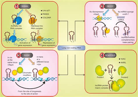 Functional Classification Of Lncrnas 1 Lncrnas Can Interact With