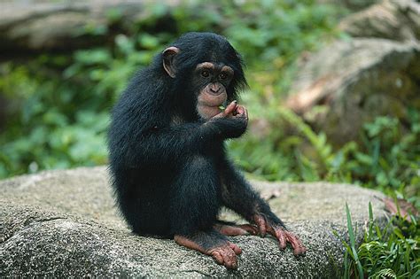 Bad Ass Monkey With A Knife Is Ready For It To Go Down
