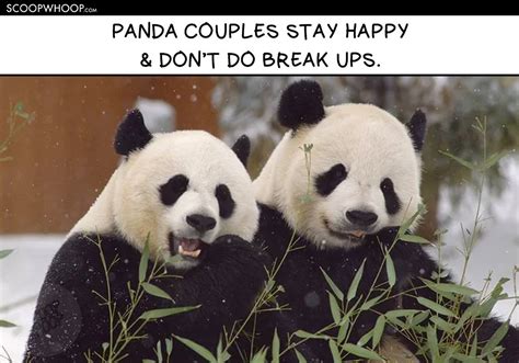 15 Memes That Show Pandas Are So Much More Chill Than Humans Ever Will Be
