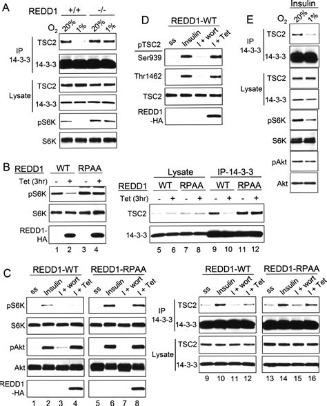 Hypoxia Regulates TSC1 2mTOR Signaling And Tumor Suppression Through