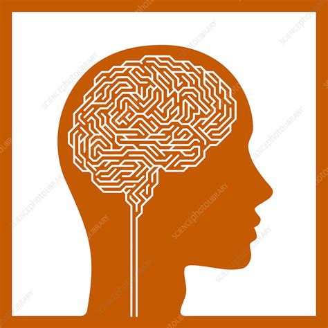 Human Brain Conceptual Illustration Stock Image F0327714