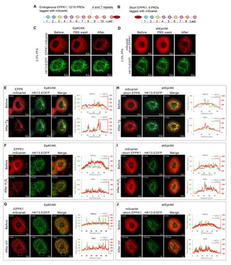 A Ca2 Mediated Switch Of Epiplakin From A Diffuse To Keratin Bound State Affects Keratin Dynamics