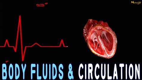 Solution Circulatory System Studypool