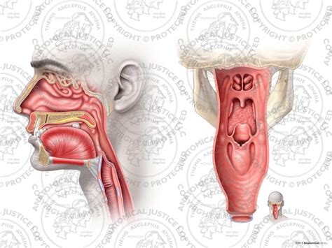 Female Anatomy Of The Piriform Sinus