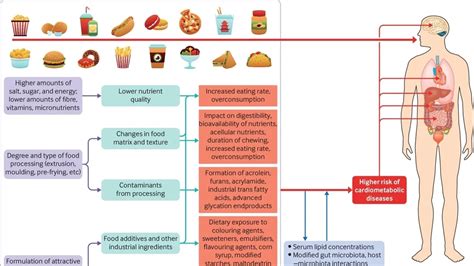 The Hidden Dangers Of Ultra Processed Foods A Deep Dive Into Their