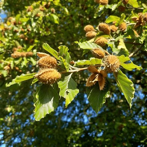 European Beech Nuts