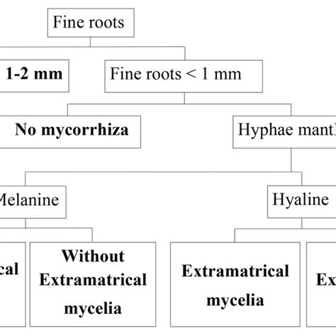Classification Tree For Beech Fine Roots End Members Of