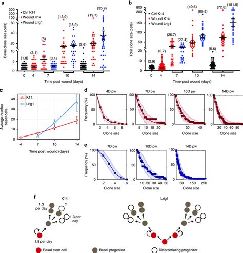 Distinct Epidermal Stem Cells Present Similar Clonal Dynamic During