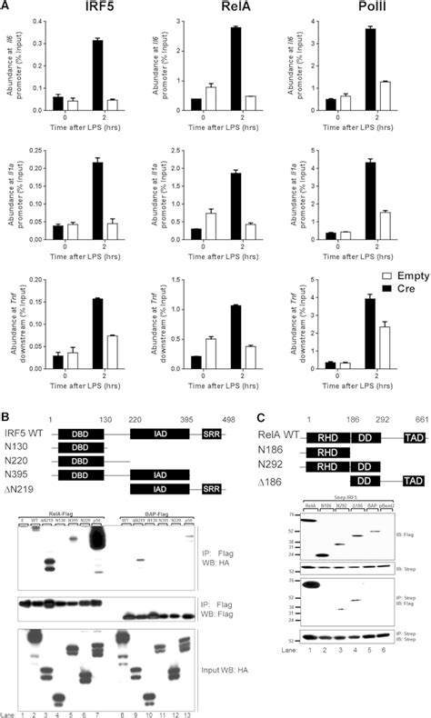 Irf5 Rela Interaction Targets Inflammatory Genes In Macrophages Pmc