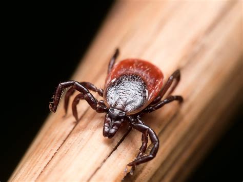 Lyme Disease In Canada Reader S Digest Canada