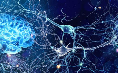 Neuroplasticity How Experience Changes The Workings Of The Brain Fade Into Fantasy