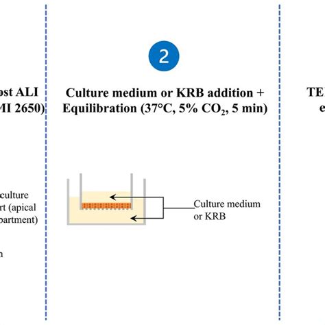 Rpmi 2650 Cell Viabilities According To Artesunate Concentration Using
