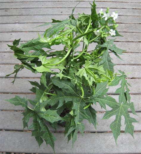 Chaya Mayan Tree Spinach Cabbage Star Goodfood World