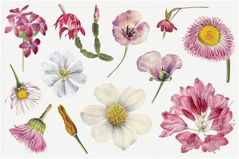 Hand Drawn Pink Psd Wild Premium PSD Rawpixel