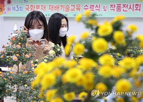 노란 국화분재 작품 담아요 연합뉴스