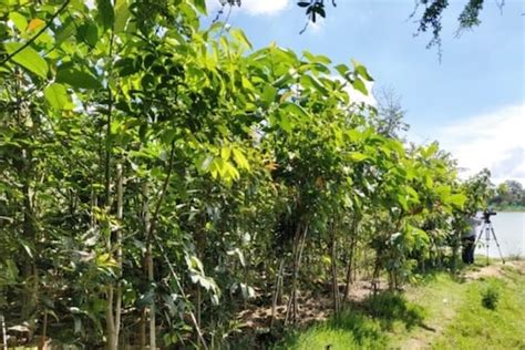 Varanasi Village Uses Japans Miyawaki Method To Plant More Trees In