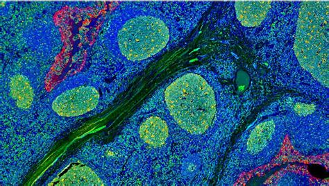 Namrata Singh Phd On Linkedin Phenocyclerfusion Multiplexing