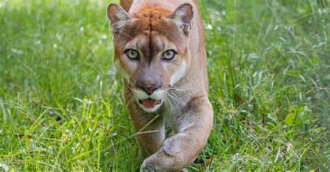 10 Notable Facts About Florida Panthers A Z Animals