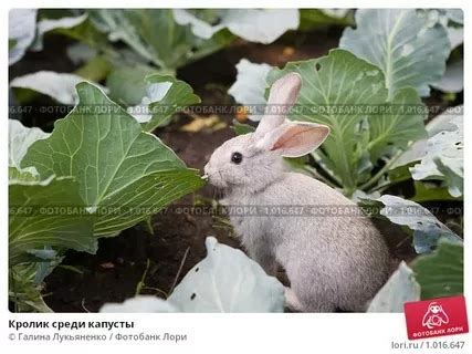 ВВОДНЫЙ КУРС УДМУРТСКОГО ЯЗЫКА(ДЛЯ НАЧИНАЮЩИХ) Кыллюкам - словарь №104 ...