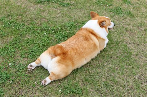 Why Do Dogs Have Tails Pet Experts Explain Readers Digest