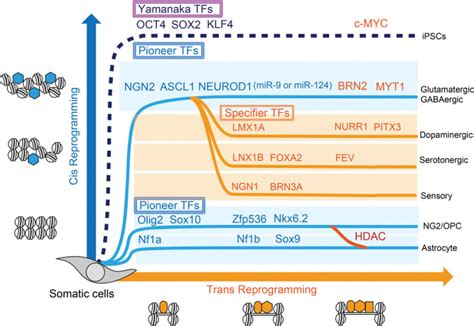 From In Vitro To In Vivo Reprogramming For Neural Transdifferentiation An Approach For Cns