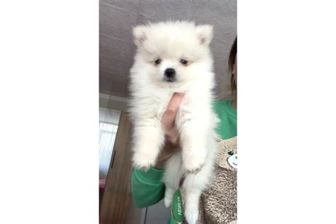 Boo Face Pomeranian