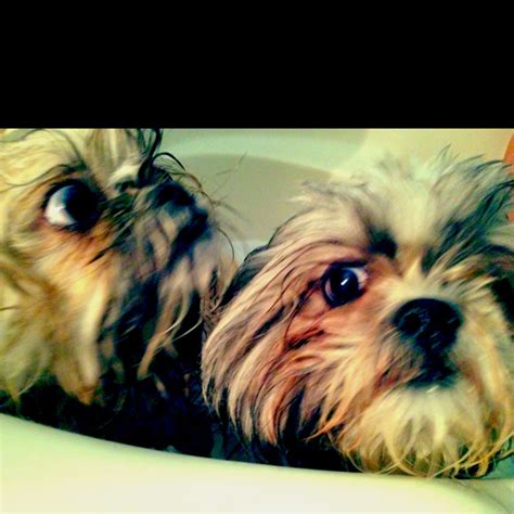 Trying To Escape Bath Time Lol