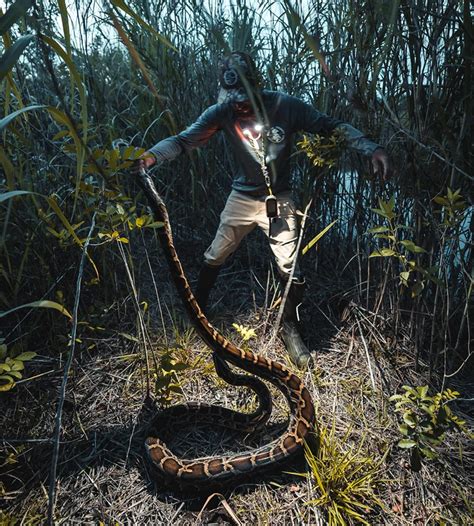 Python Hunting Florida Python Cowboy Guided Python Hunts