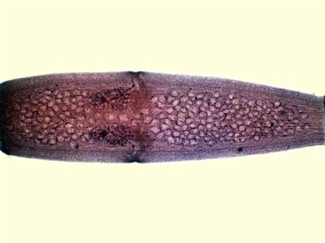Flea Tapeworm Egg