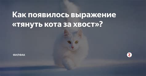 Как появилось выражение «тянуть кота за хвост»? | Филфак | Дзен
